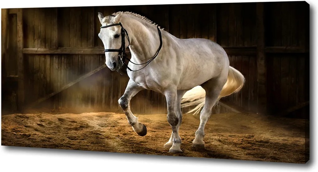 Foto obraz tištěný na plátně Bílý kůň ve stáji