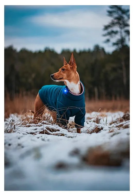 LED světlo na obojek Blue – Orbiloc