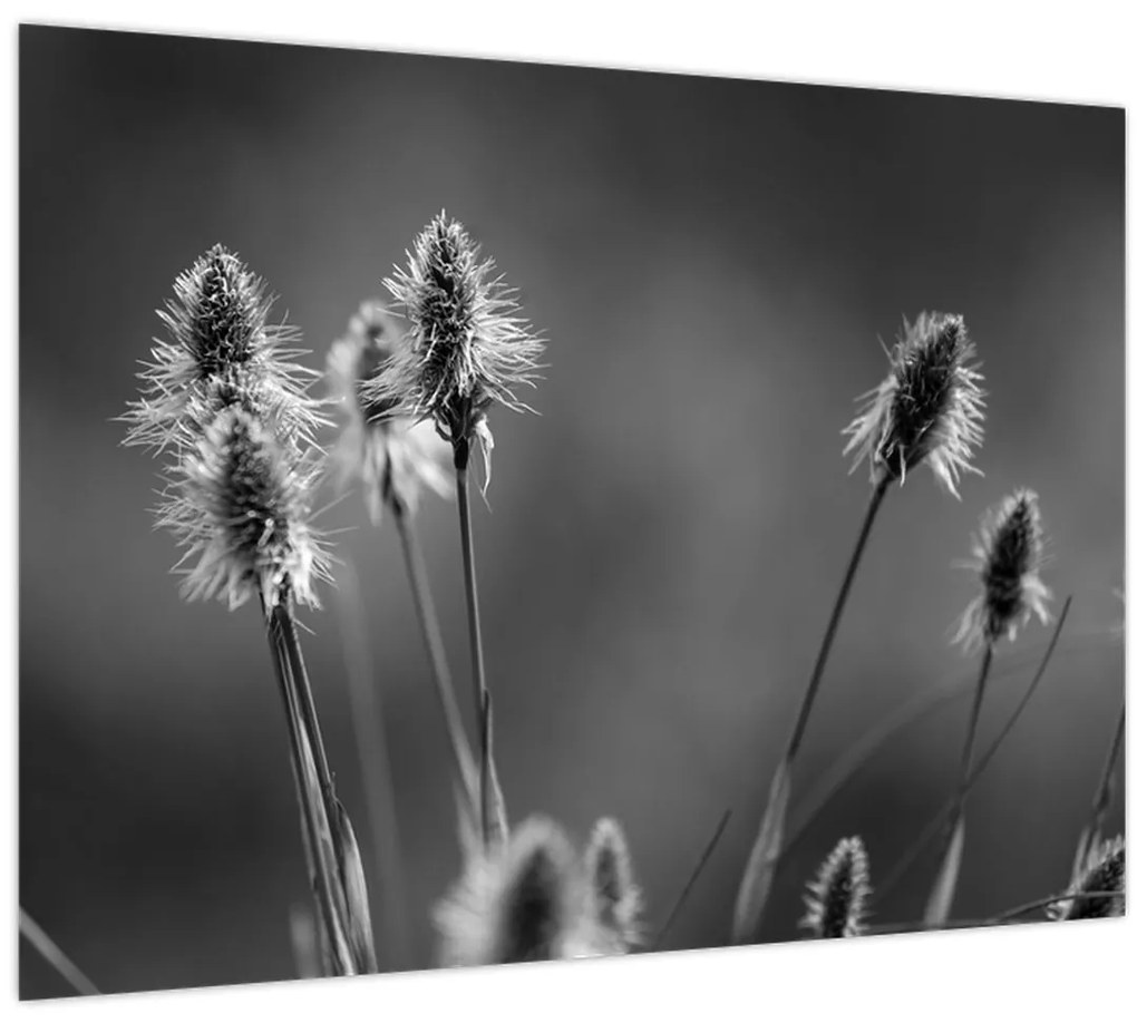 Obraz - Béžová soft grass N⁰2 (70x50 cm)