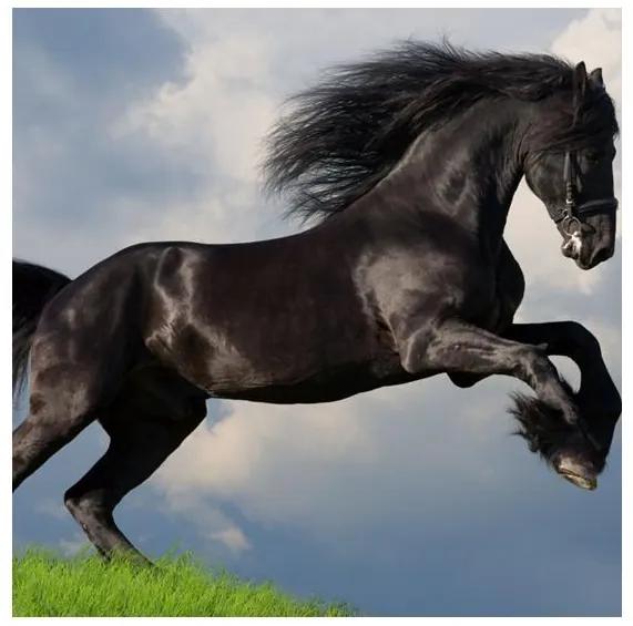 Obraz černého koně  (30x30 cm), 40 dalších rozměrů