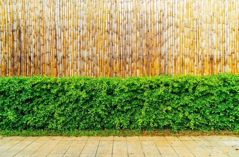 Bambusov plot 200 cm x 500 cm | BIANO