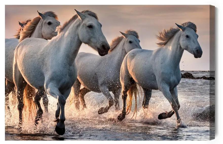 Obraz Bílí Koně V Moři Nedostatek Nedostatek Přírodní plátno 120x80