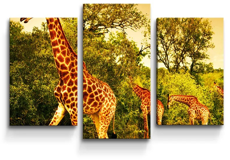 Obraz - 3-dílný SABLIO -  Žirafy 75x50 cm