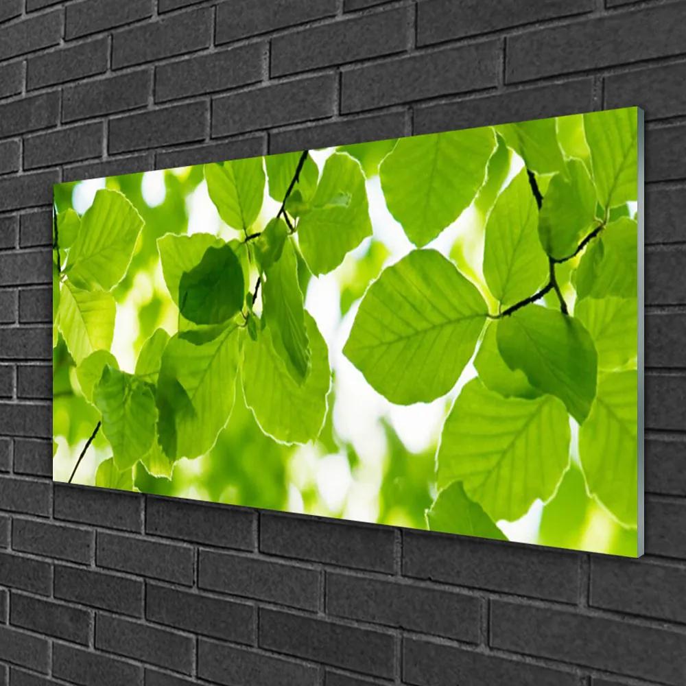 Obraz na skle Listy Příroda Rostlina 140x70 cm