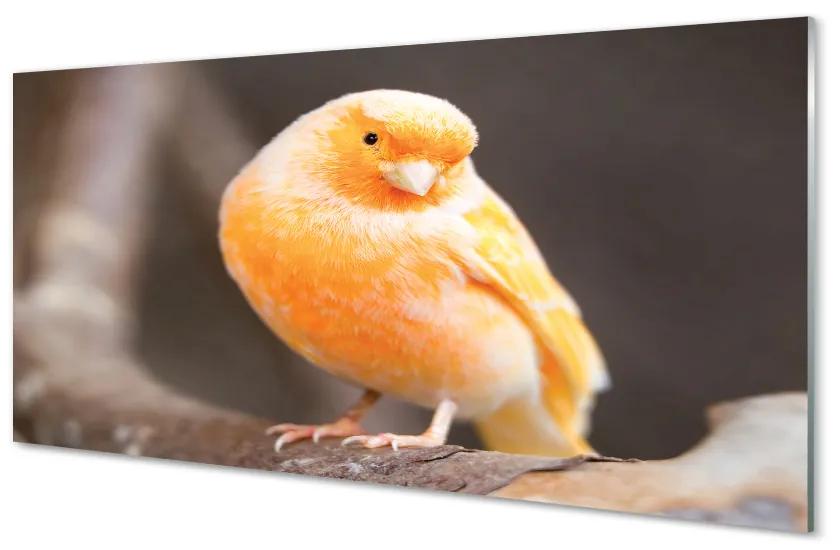 akrylový obraz větev papoušek 125x50 cm