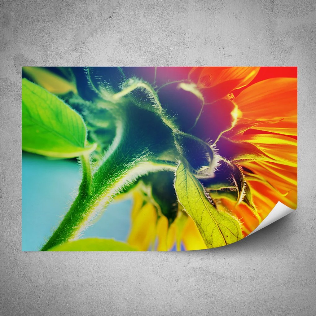 Plakát - Slunečnice makro (60x40 cm) - PopyDesign