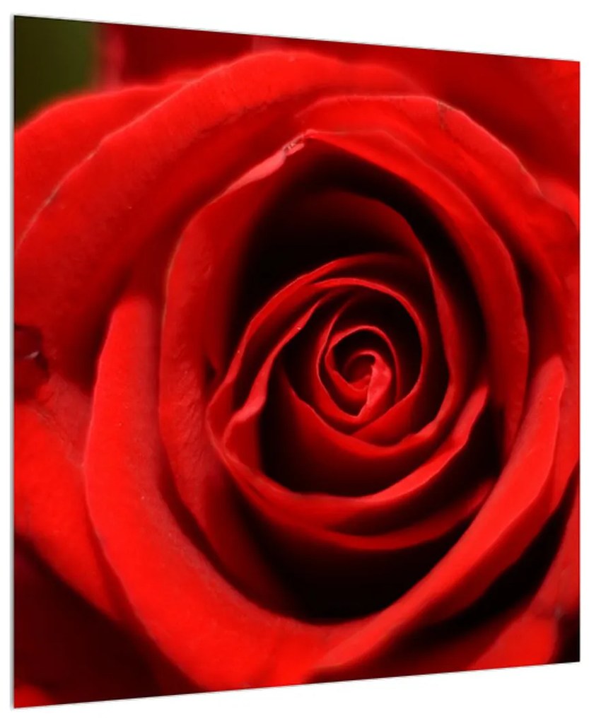 Detailní obraz květu růže (50x50 cm)