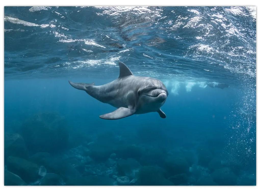 Obraz - Delfín pod hladinou (70x50 cm)