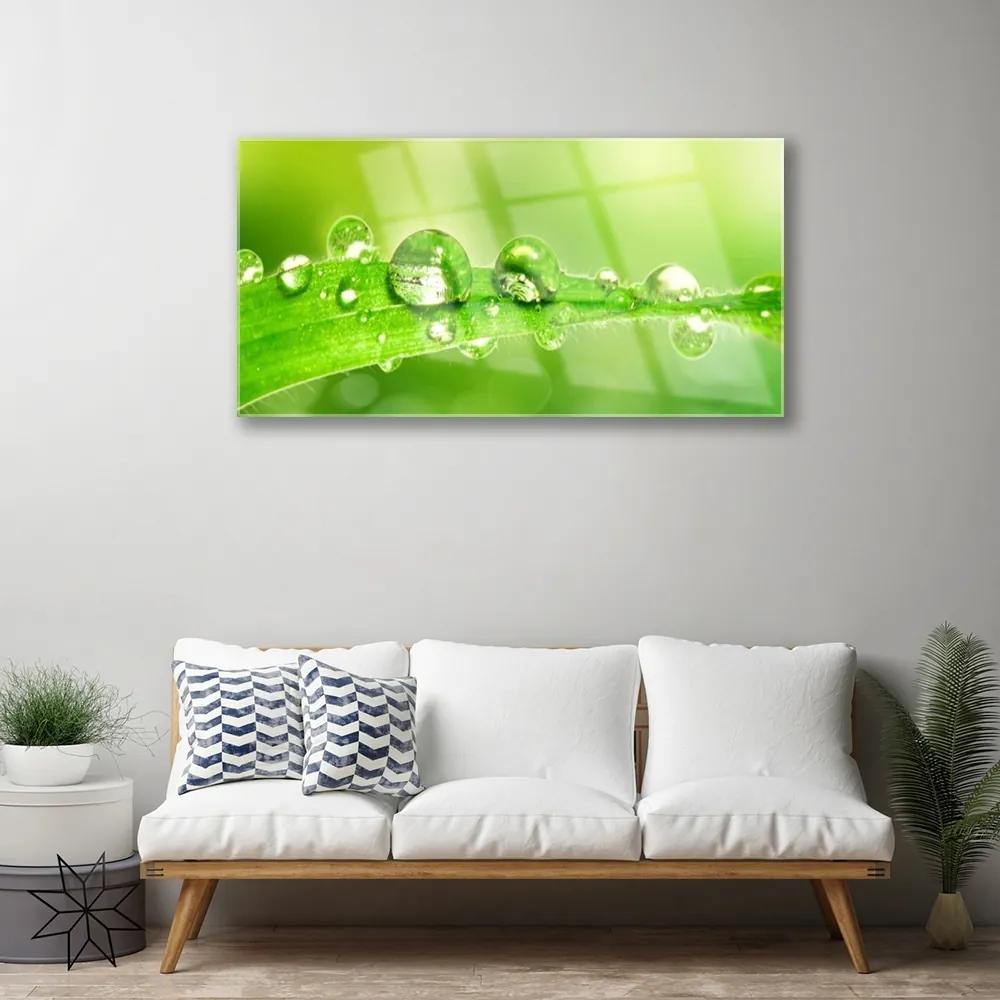 Obraz na skle List Kapky Rosa Rostlina 140x70 cm