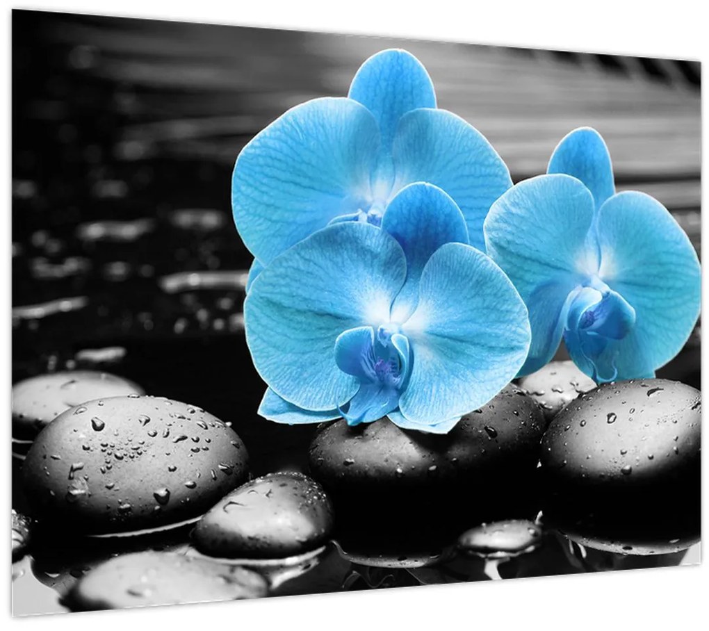 Skleněný obraz - Modrá orchidej (70x50 cm)