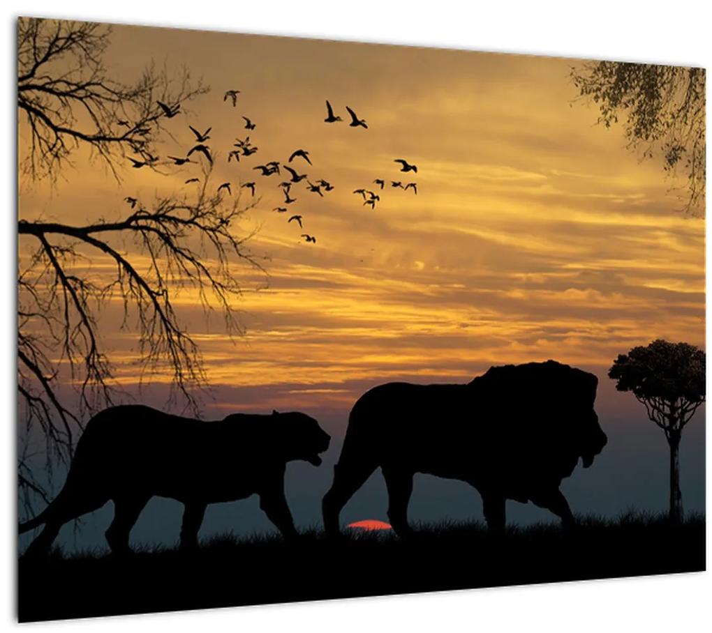 Skleněný obraz Safari (70x50 cm)