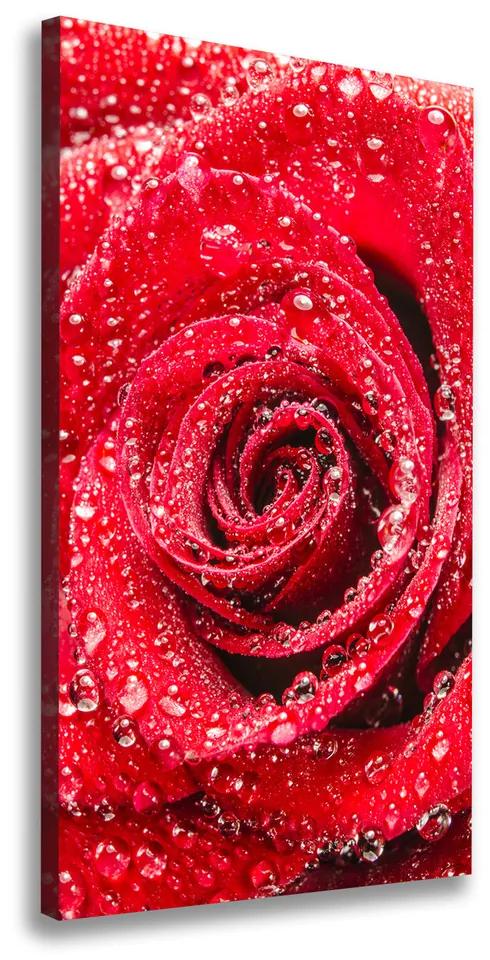 Wallmuralia Foto obraz na plátně Červená růže 50x100 cm