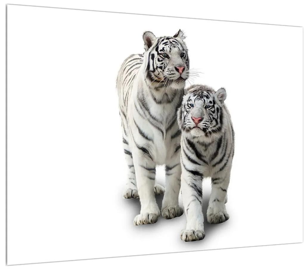 Obraz bílého tygra (70x50 cm)