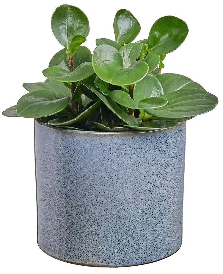 GLAZE Glazovaný květináč 17 cm - olivová