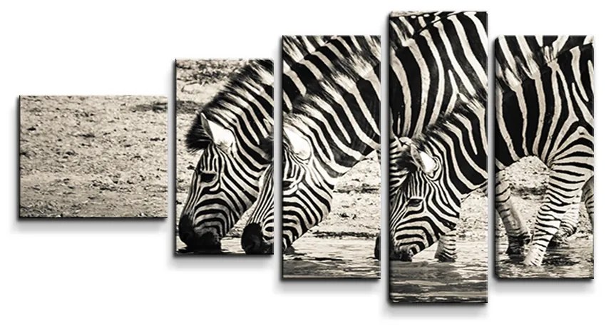 Sablio Obraz - 5-dílný Zebry u vody: 100x60 cm