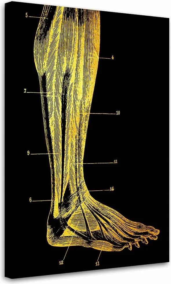 Obraz na plátně, Anatomie – noha 60x90