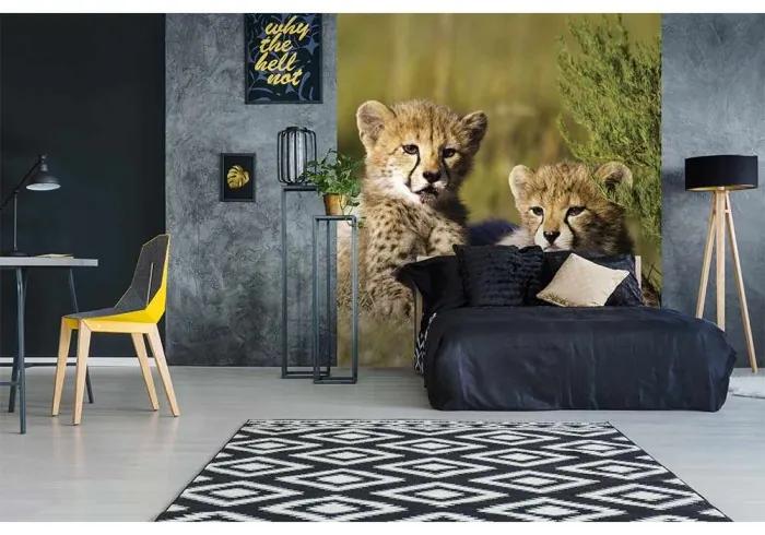 DIMEX | Vliesová fototapeta na zeď Gepardi MS-3-0229 | 225 x 250 cm | béžová, zelená, černá