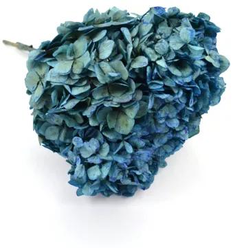 Hortenzie standard Natural blue - přírodně modrá