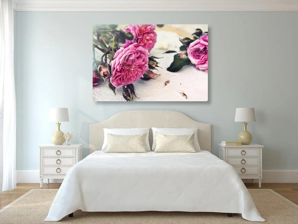 Obraz růže v rozkvětu - 60x40 cm