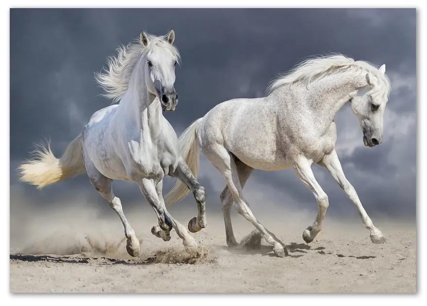 Wallmuralia Moderní foto-obraz akryl na stěnu Bílí koně pláž 100x70