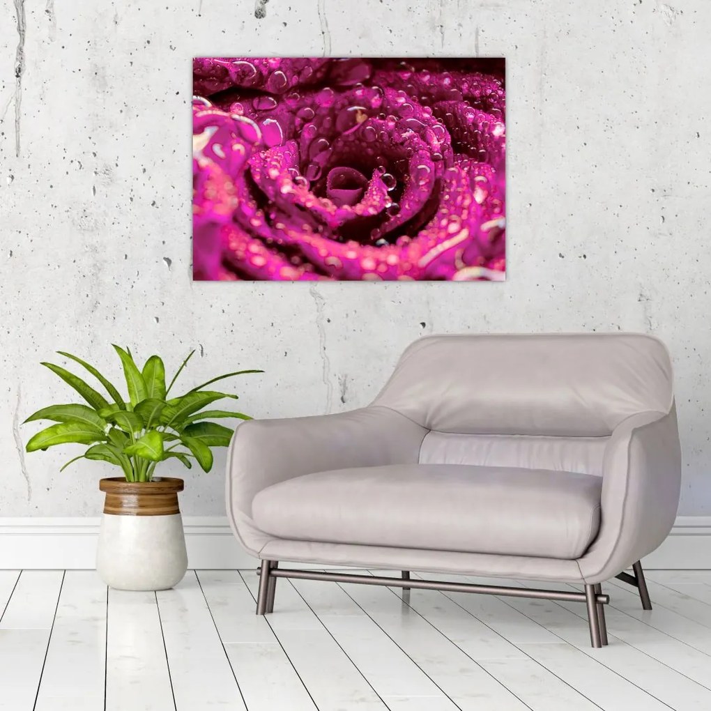 Skleněný obraz růžového květu růže (70x50 cm)