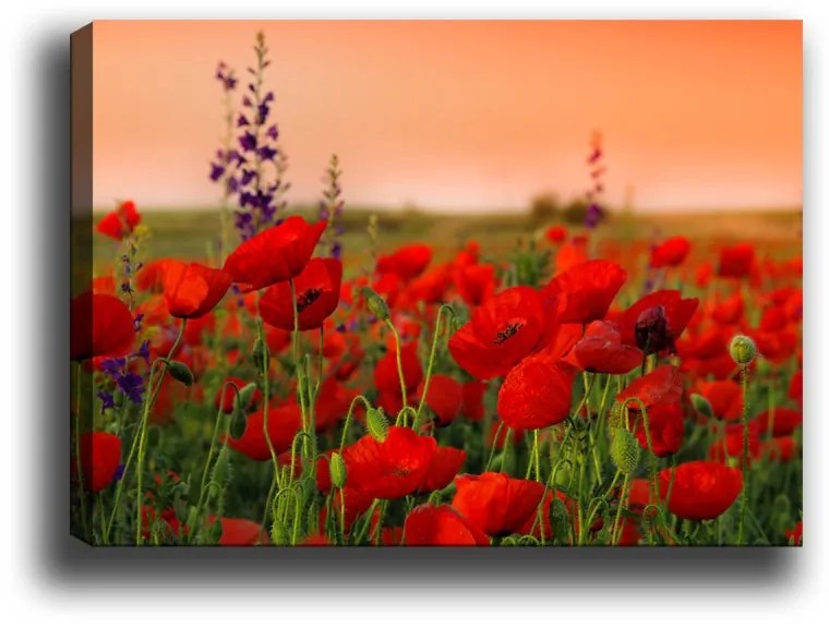 Obraz na plátně Poppy field  50x70 cm