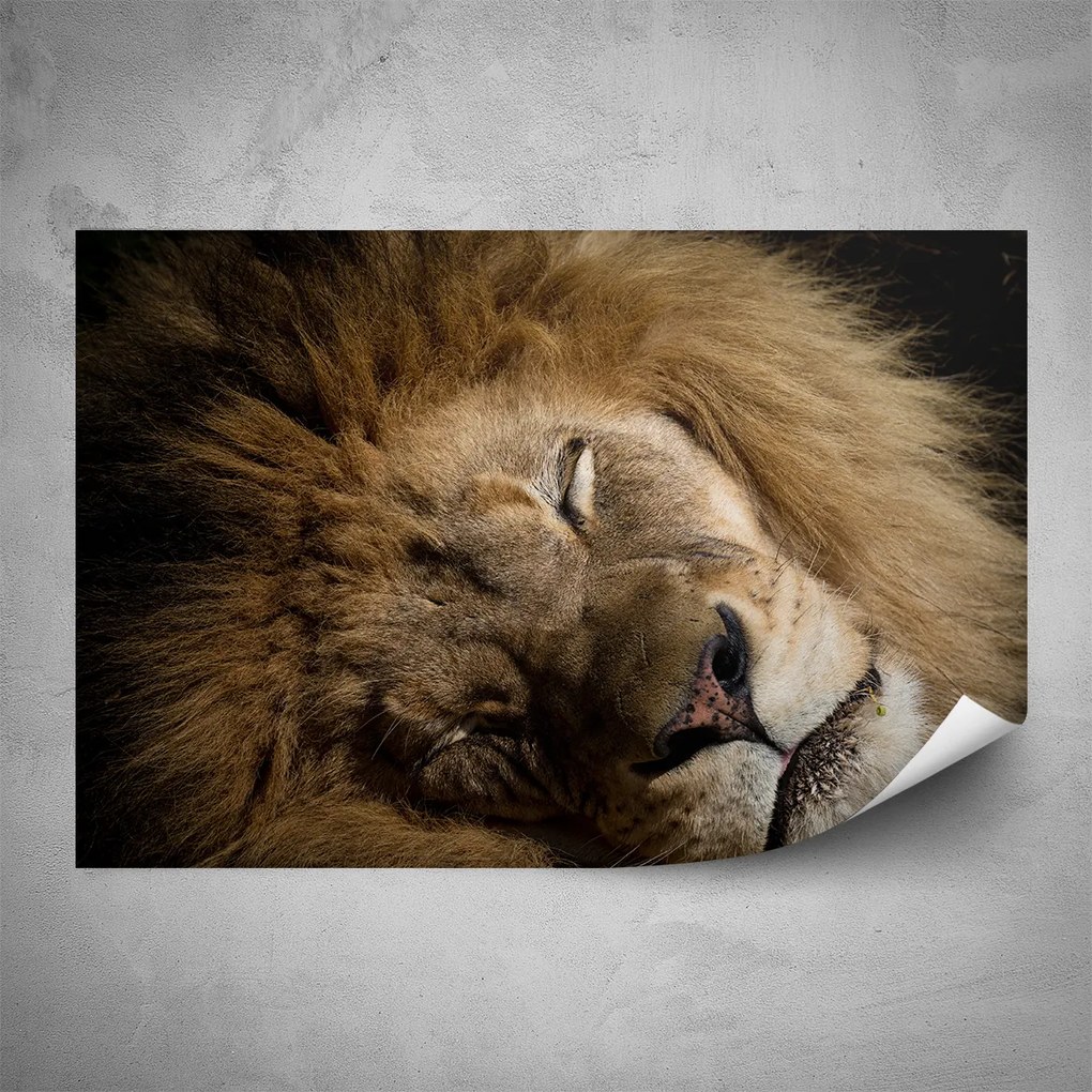 Plakát - Spící lev (60x40 cm) - PopyDesign