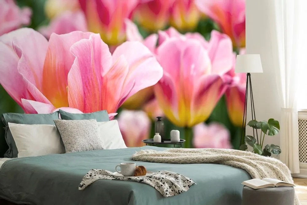 Tapeta růžové tulipány na louce - 450x300 cm