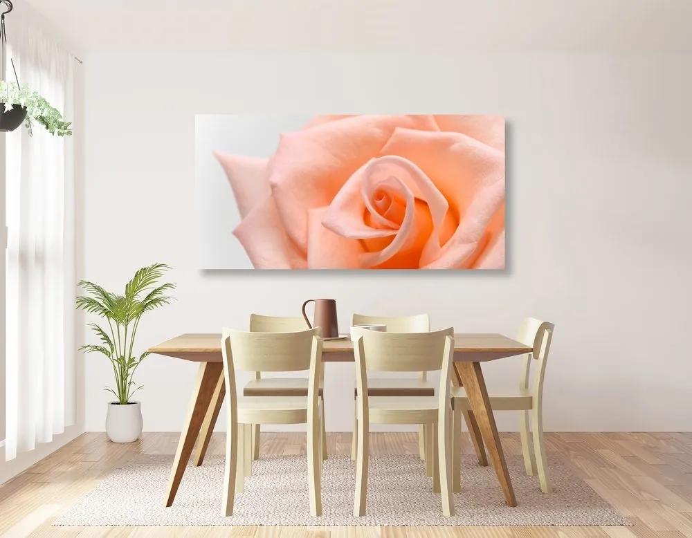 Obraz broskvová růže - 120x60 cm