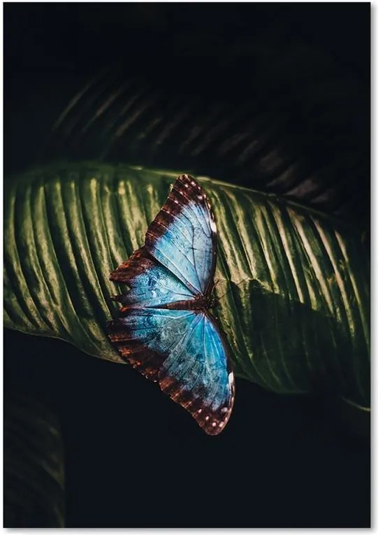 Obraz CARO - Butterfly On The Leaf 30x40 cm