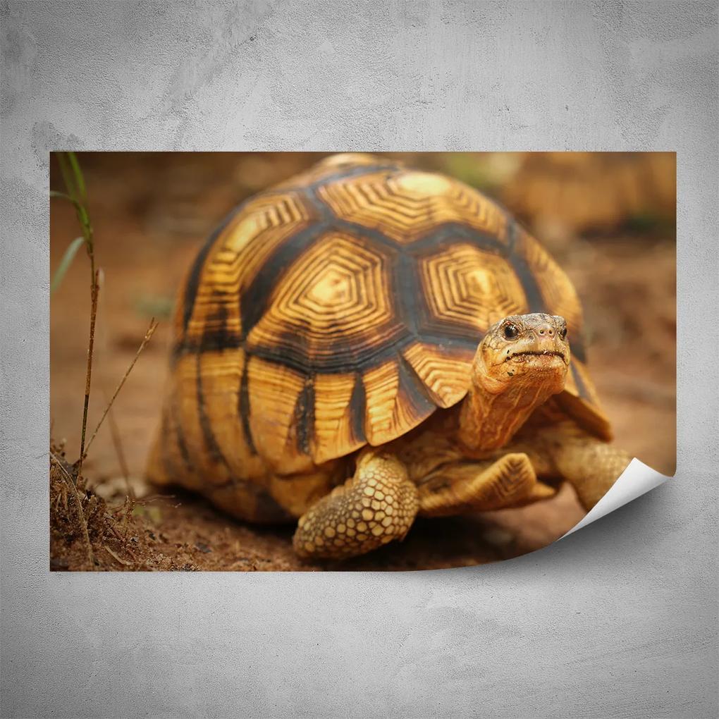 Plakát - Želva (60x40 cm) - PopyDesign