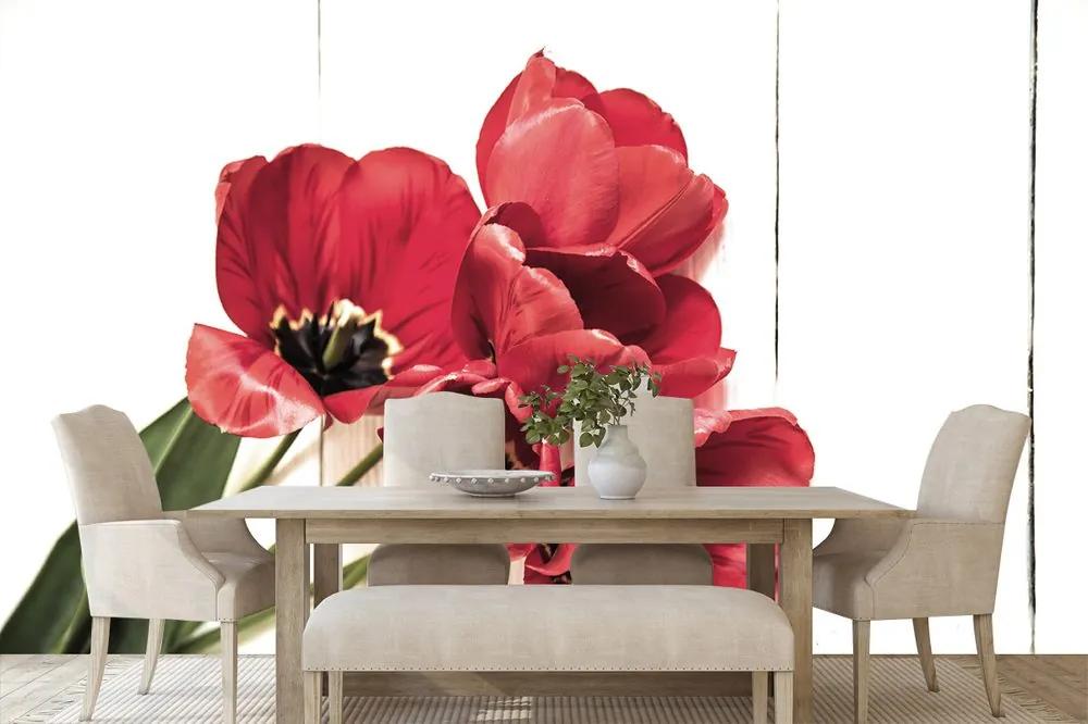 Samolepící fototapeta rozkvetlé červené tulipány