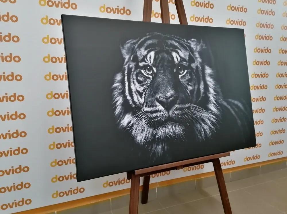 Obraz tygr v černobílém provedení - 120x80 cm