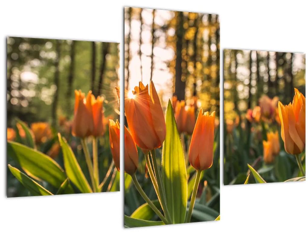 Obraz - oranžové tulipány (90x60 cm), 40 dalších rozměrů
