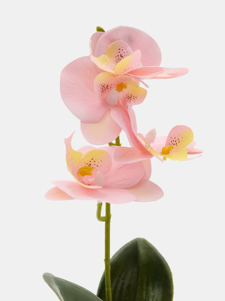 Sinsay - Dekorativní rostlina v květináči – orchidej - pastelová růžová