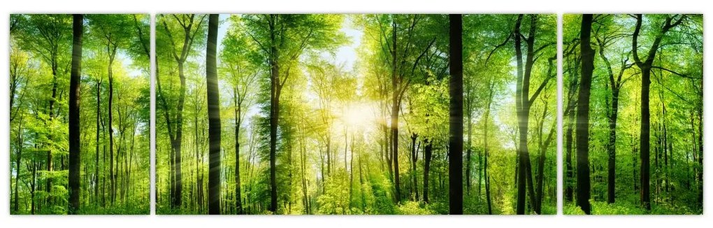 Obraz - Svítání v lese (170x50 cm)