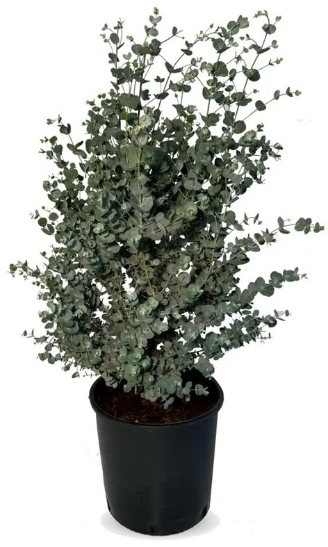 Eukalyptus gunnii 'Azura' 90 cm - Blahovičník