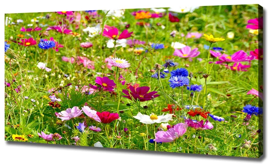 Wallmuralia Foto obraz na plátně Plolní květiny 120x60 cm