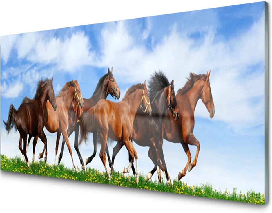 Skleněný obraz Cválající Koně na Pastvině