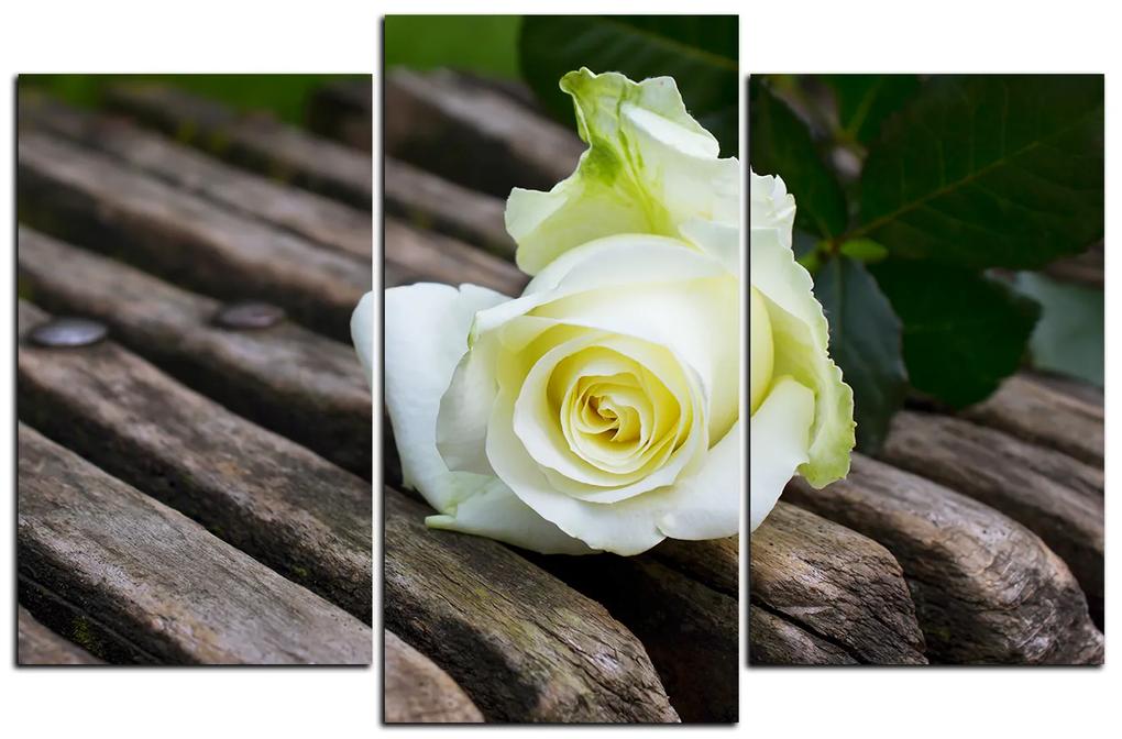 Obraz na plátně - Bílá růže na lavici 1224C (135x90 cm)