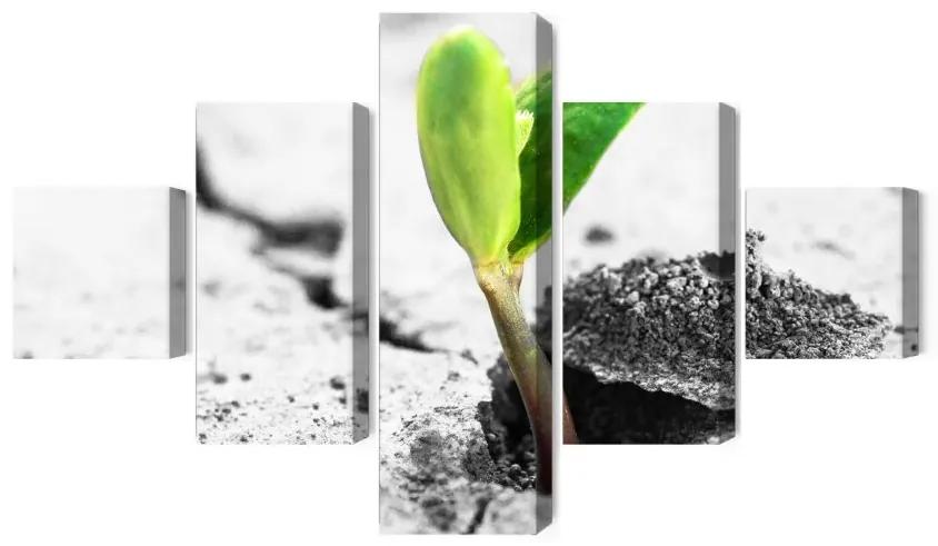 Vícedílný obraz 3D Rašení Rostlin Nedostatek Nedostatek Přírodní plátno 150x90