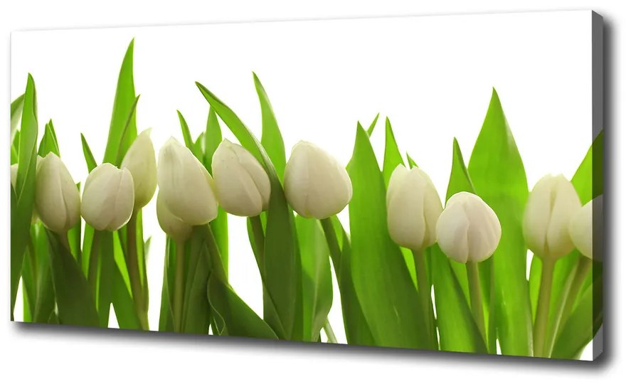 Wallmuralia Foto obraz na plátně do obýváku Bílé tulipány 100x50 cm