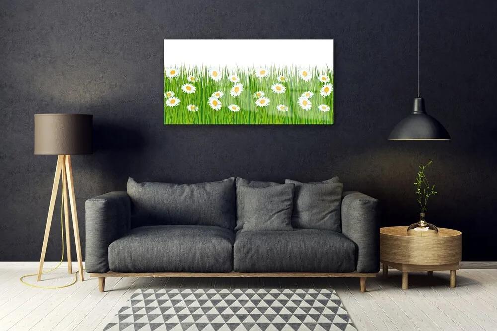 Obraz na skle Tráva Sedmikrásky Příroda 140x70 cm
