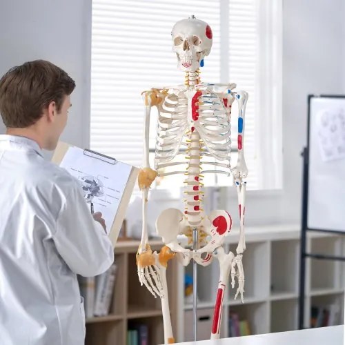 Model lidské kostry pro anatomii, 182 cm životní velikost