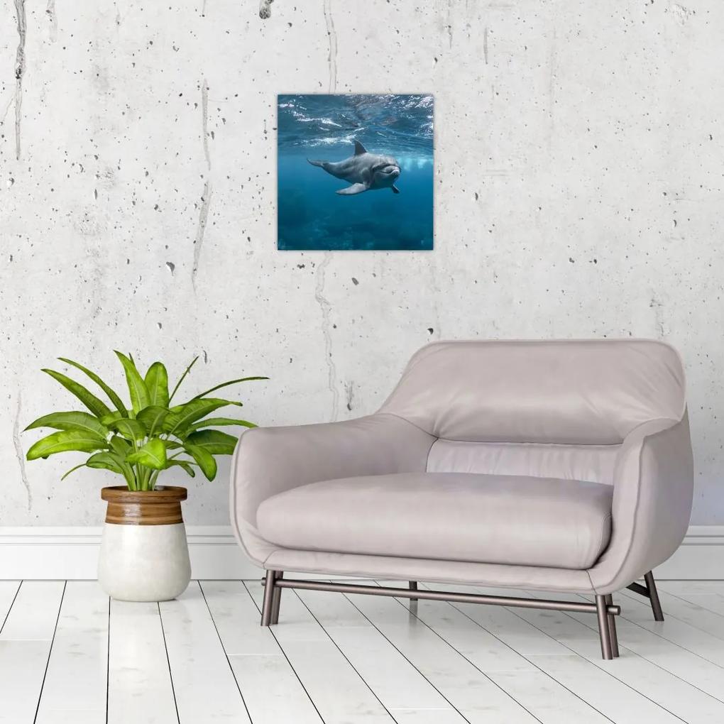 Obraz - Delfín pod hladinou (30x30 cm)