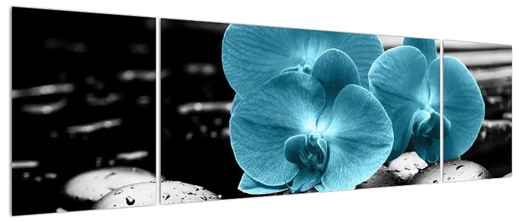 Obraz modrých květů orchideje (170x50 cm)