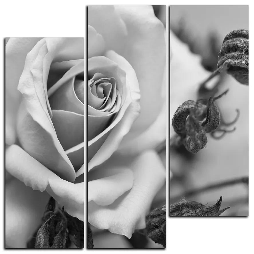 Obraz na plátně - Růže a uschlé rostliny - čtverec 3225QC (105x105 cm)
