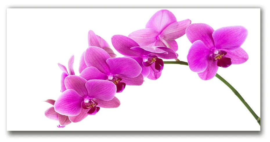 Wallmuralia Foto obraz akrylový Růžová orchidej 120x60 cm