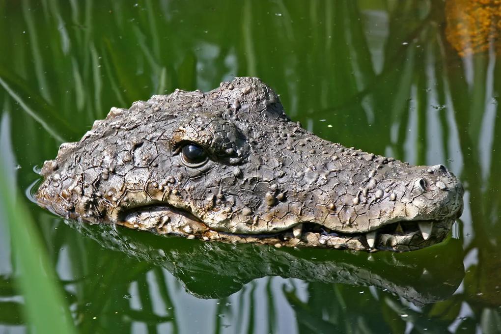 Vodní dekorace Krokodýl | BIANO