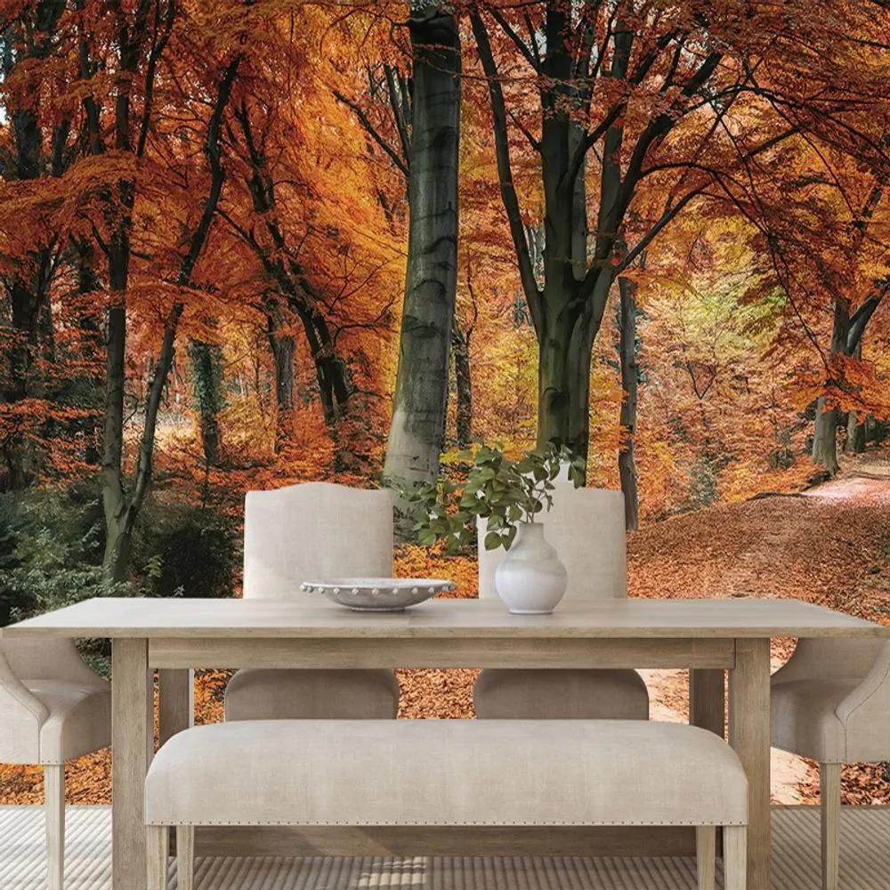Fototapeta les v podzimním období - 225x150 cm